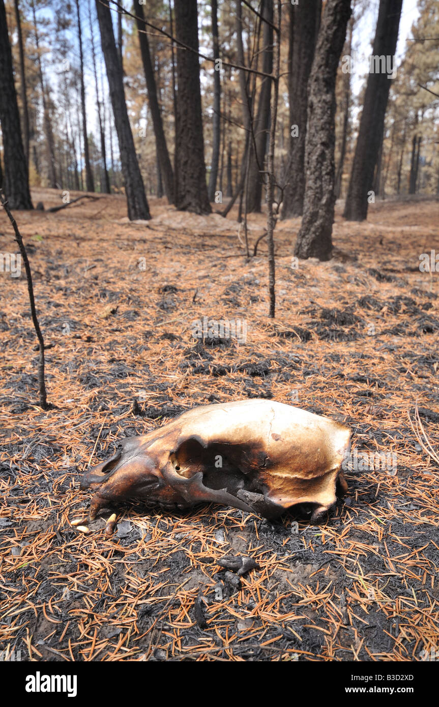 Forest fire animal dead hi-res stock photography and images - Alamy