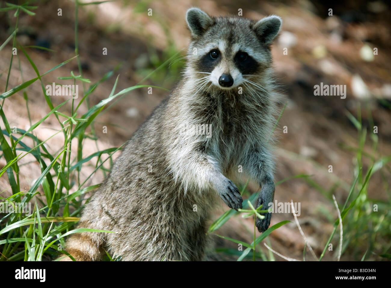 Mongoose Stand High Resolution Stock Photography and Images - Alamy