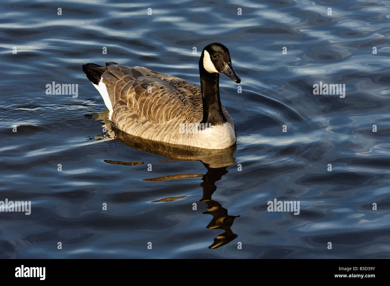 Canada Goose Branta canadensis Swimming Southern Indiana Stock Photo ...