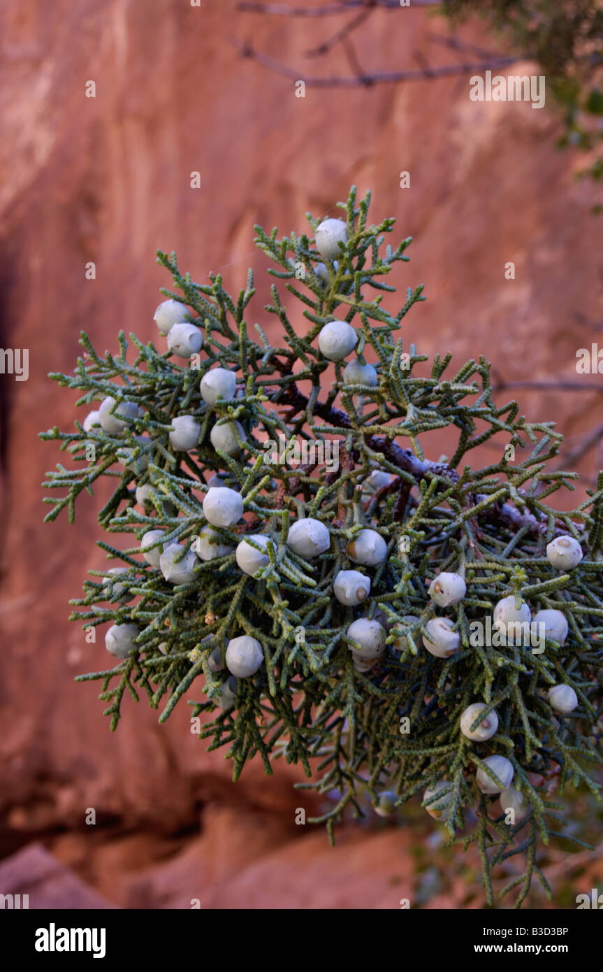 Juniperus communis cone hi-res stock photography and images - Alamy