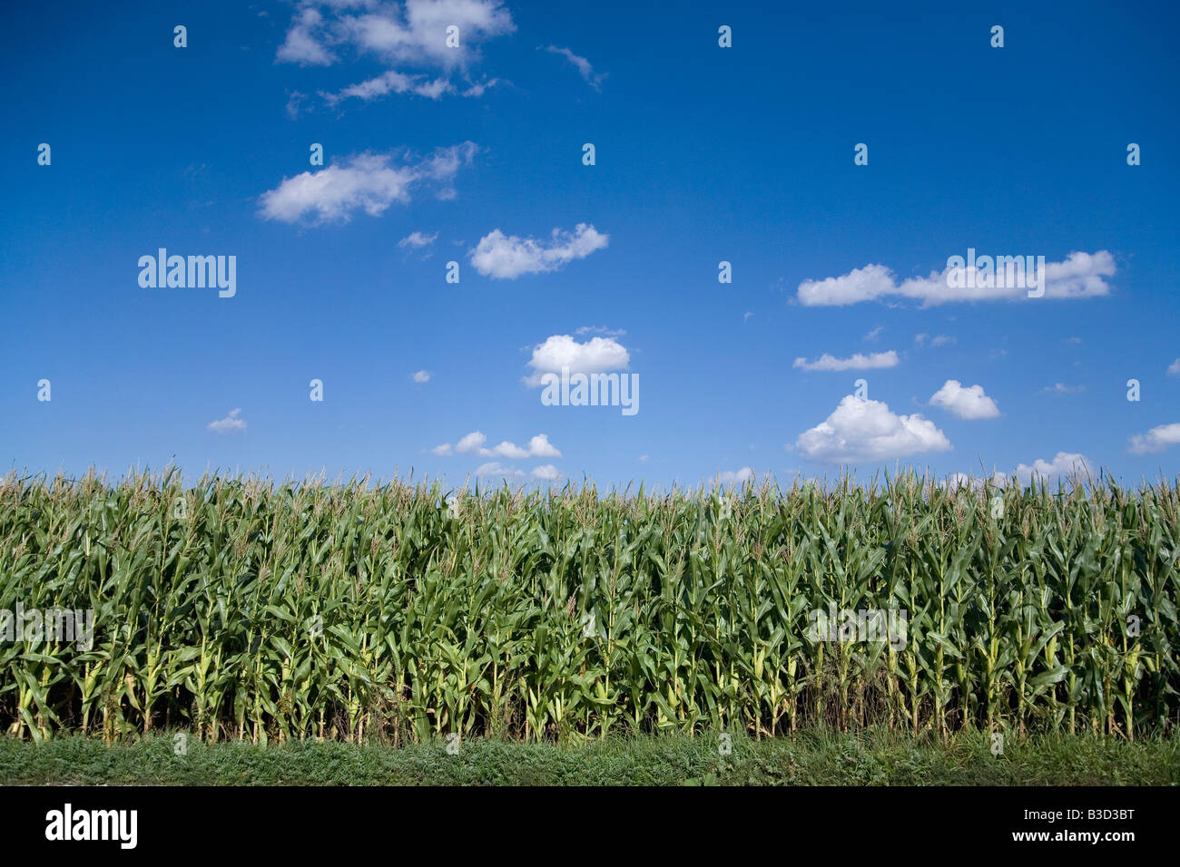 Maizefields hi-res stock photography and images - Alamy