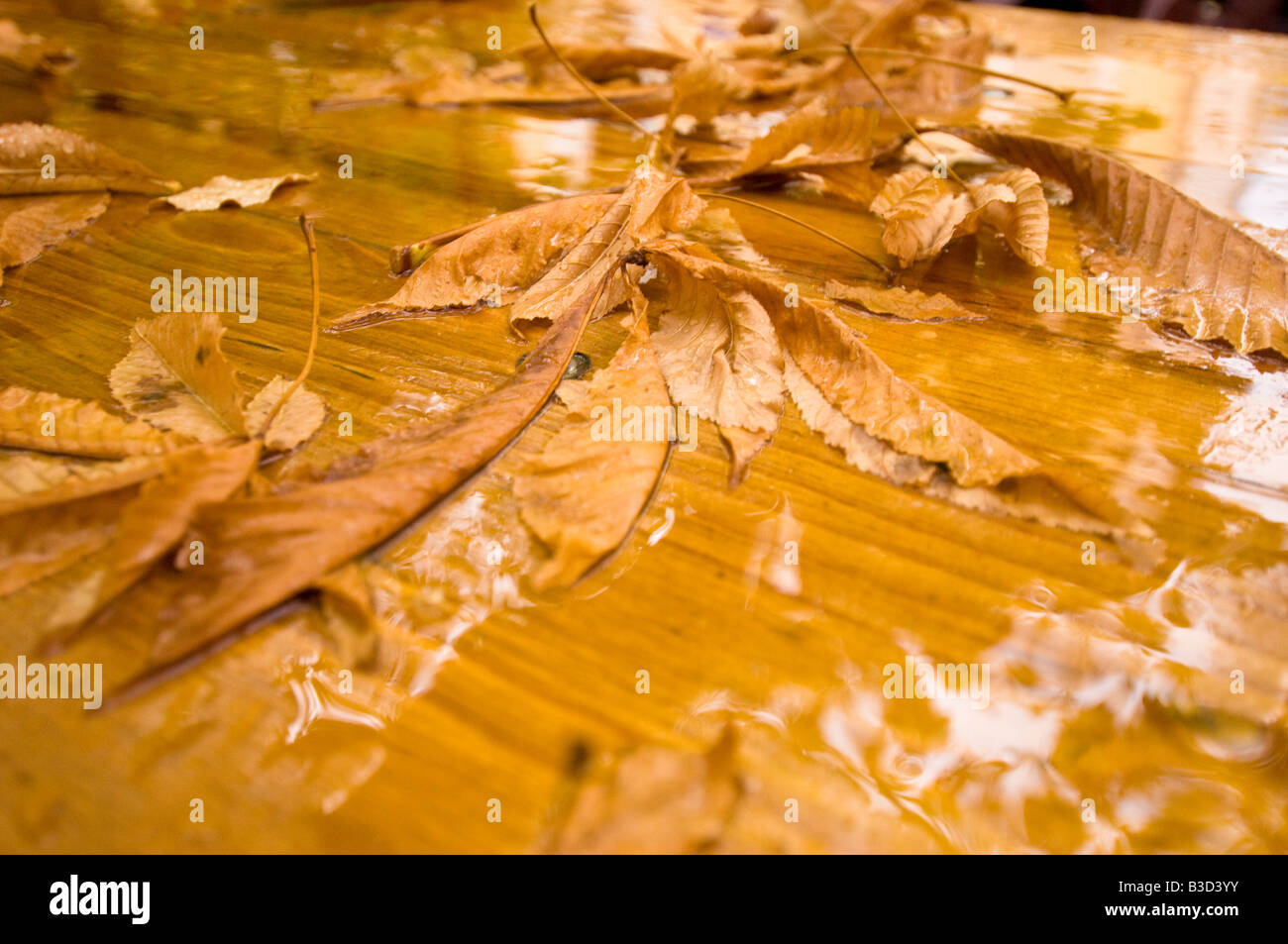 Wet leaves on restaurant table Stock Photo - Alamy