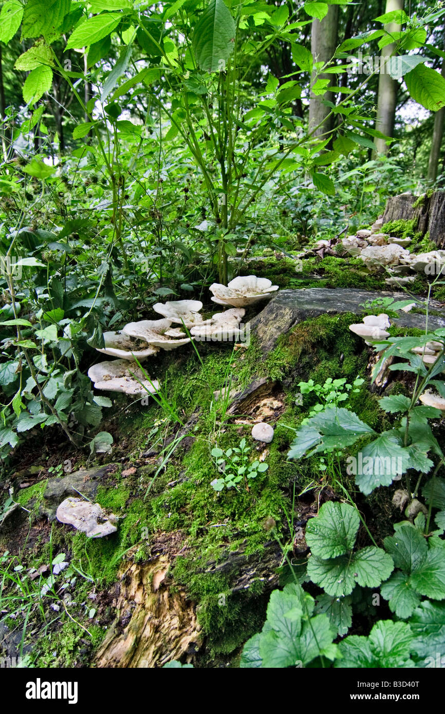 Fungi in a forest hi-res stock photography and images - Alamy