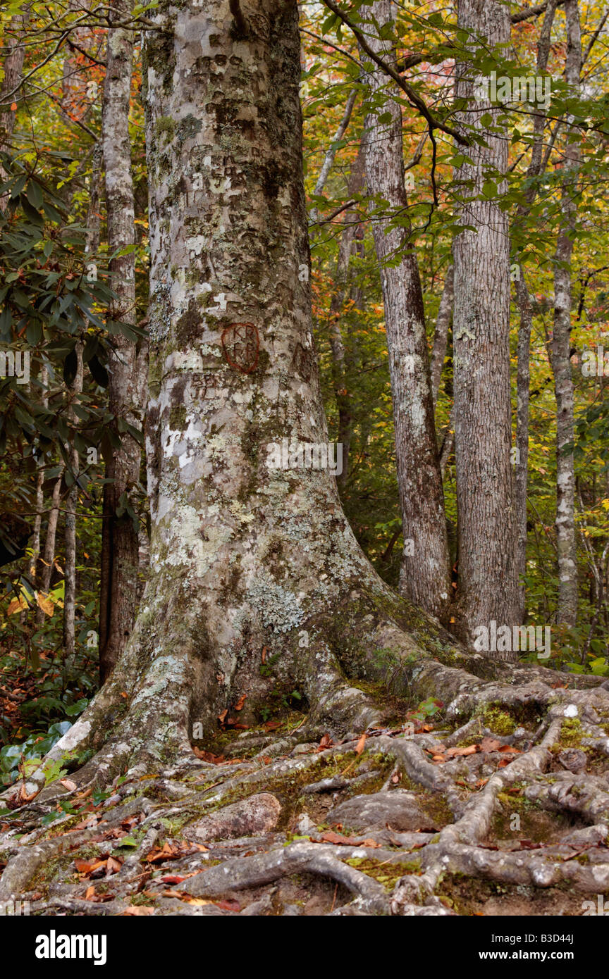 Tree in Deciduous Forest with Numerous Sets of Initials carved into the ...