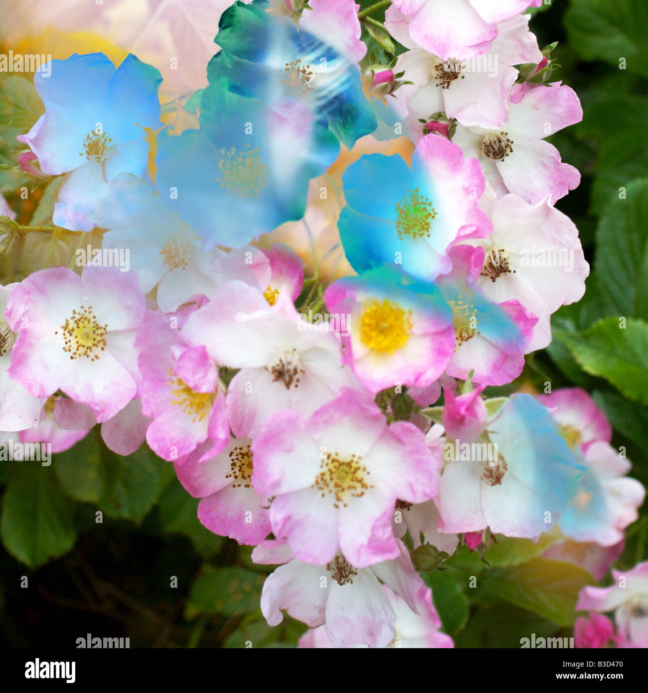 Soft Study of Rose Flowers Stock Photo - Alamy