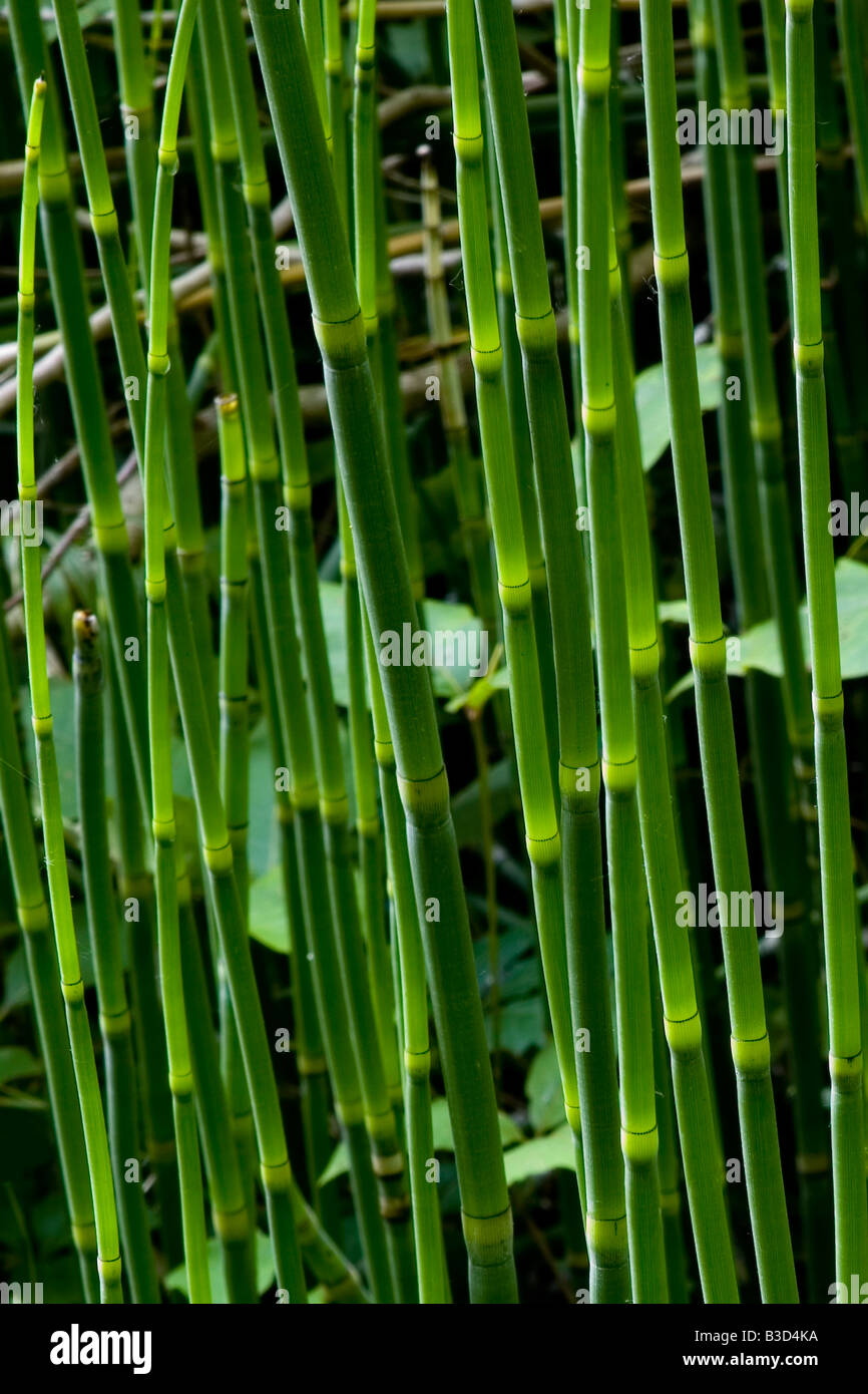 Backlit scouring rush as seen along the biking trail called the KATY ...