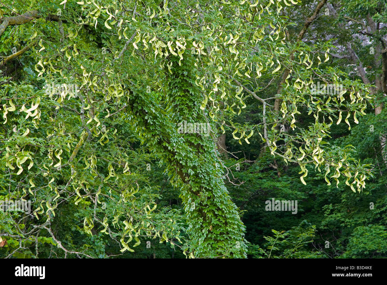 Tree on the KATY Trail in Missouri Stock Photo - Alamy