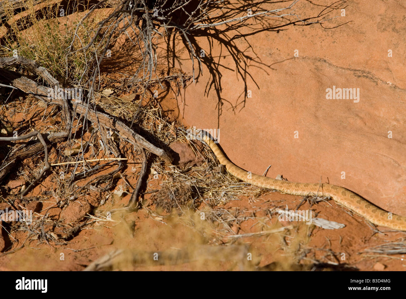 A rattlesnake in the desert Stock Photo - Alamy