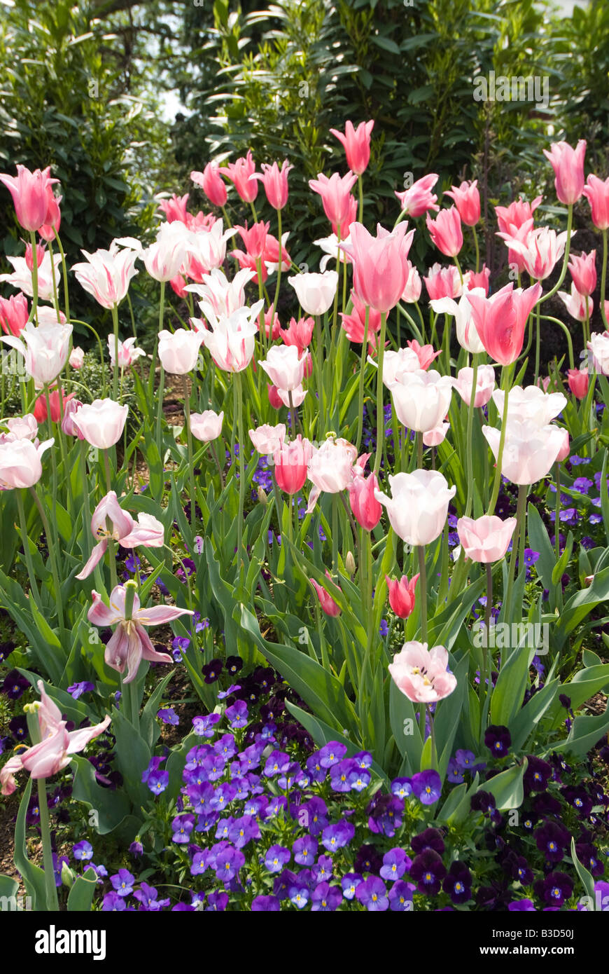 Washington dc tulips hi-res stock photography and images - Alamy