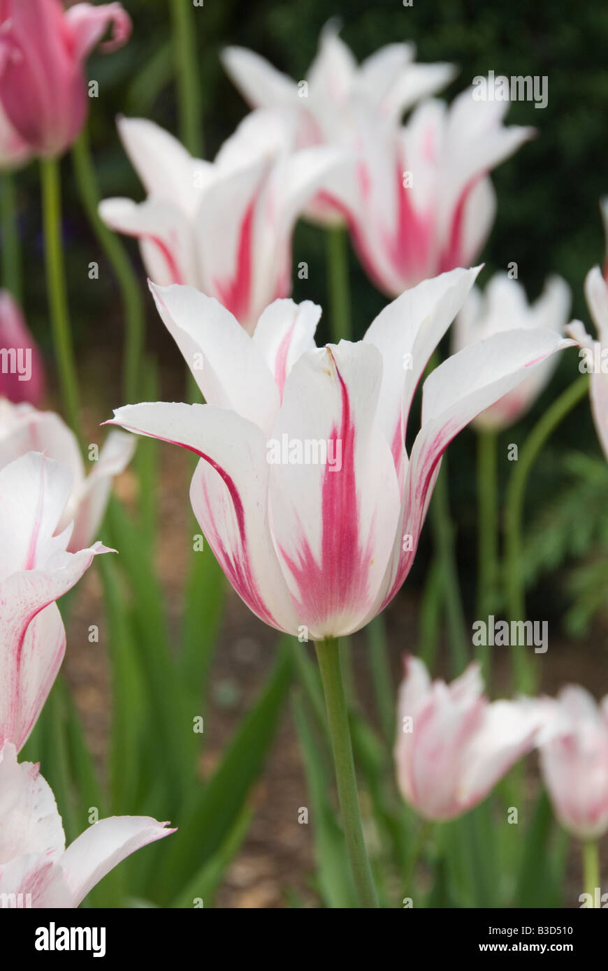 Washington dc tulips hi-res stock photography and images - Alamy