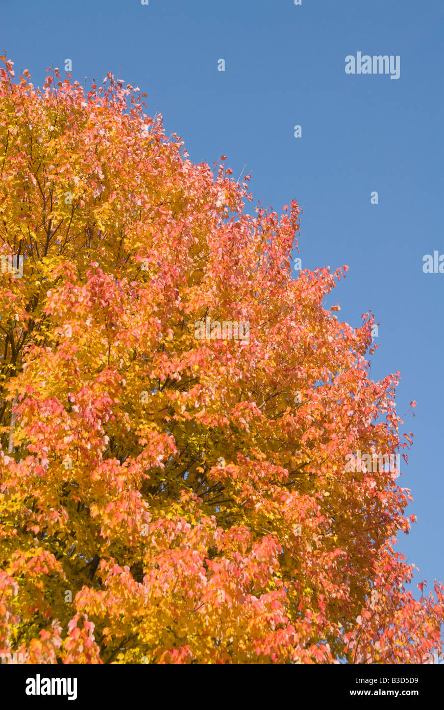 Washington DC USA Fall color in Washington DC produced by the sugar ...