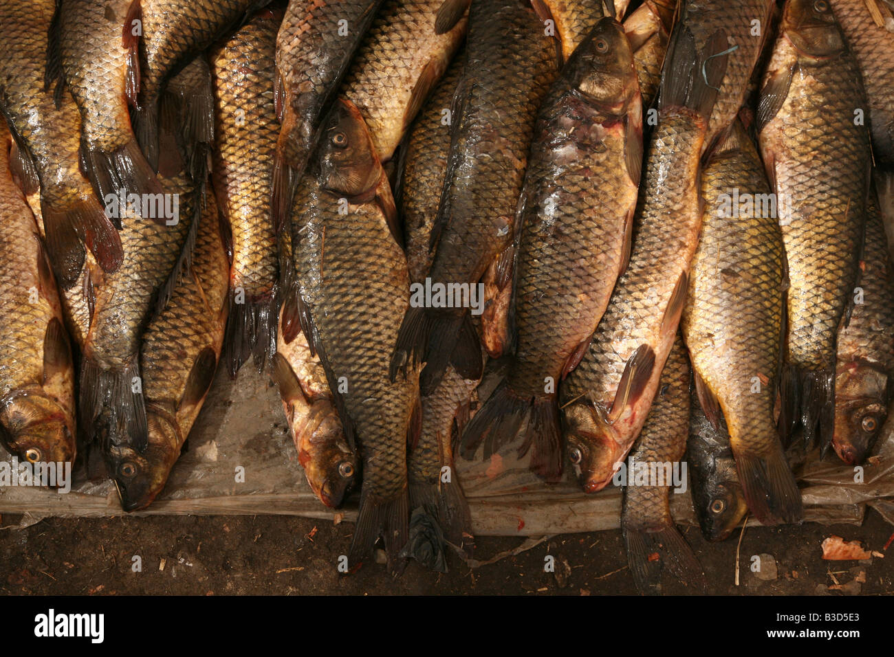 Fish market in Urgench, Uzbekistan Stock Photo - Alamy