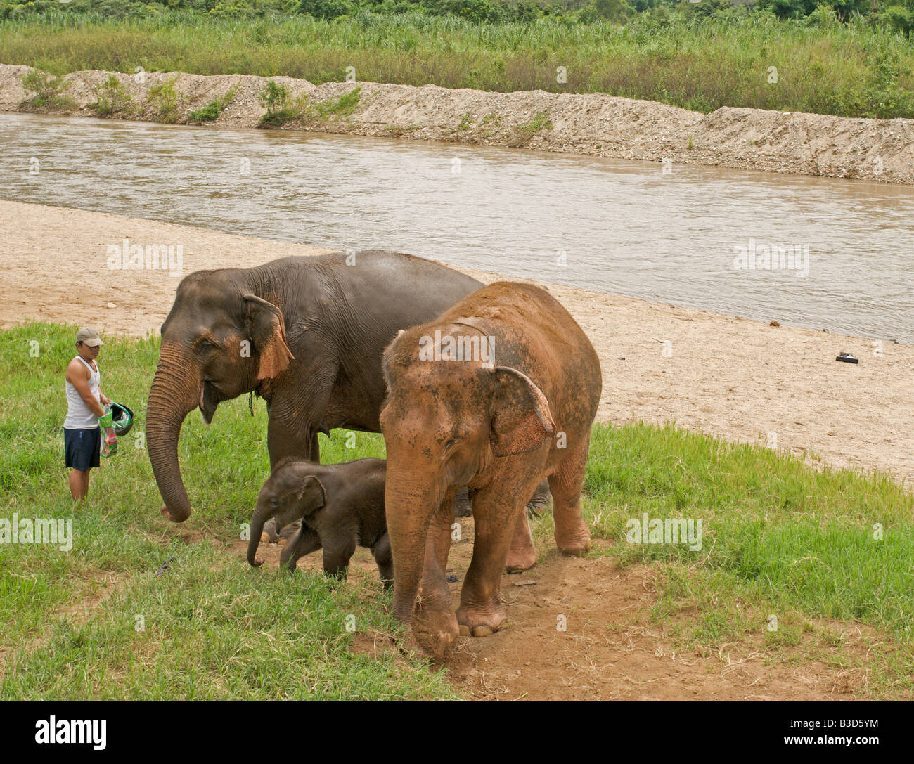 Asian elephants (Elephas maximus) at Elephant Nature Park, northern ...