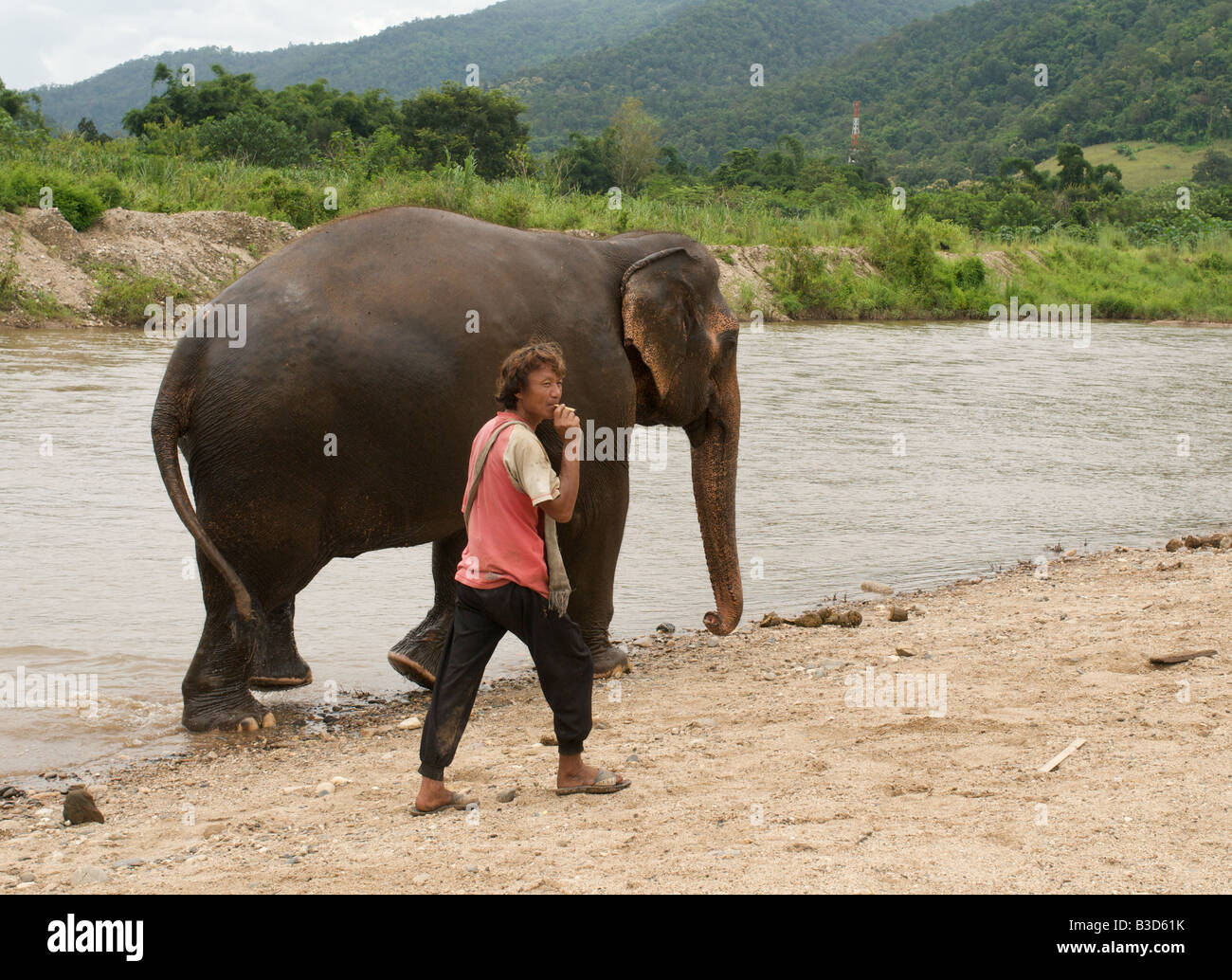 Asian elephant (Elephas maximus) and mahout at Elephant Nature Park ...