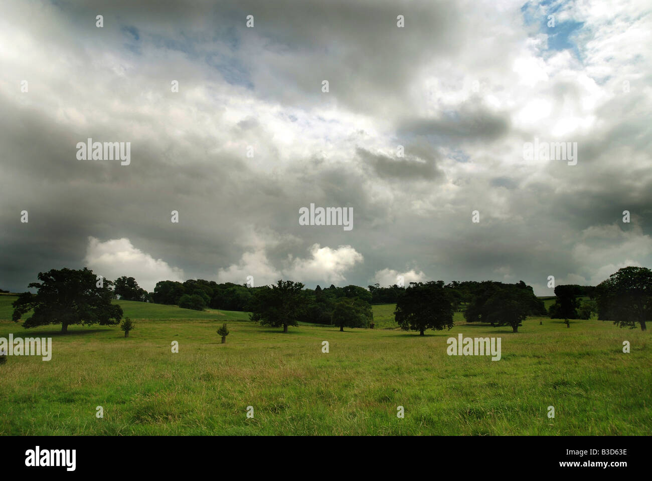English field with oak trees Stock Photo - Alamy