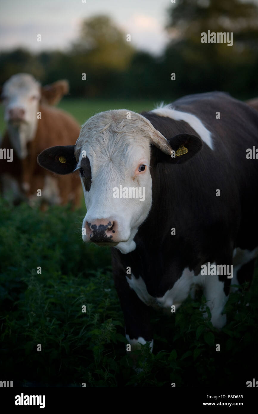 Beef cattle stand in a Buckinghamshire field at dusk Stock Photo - Alamy