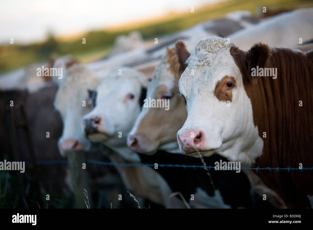 Beef cattle stand in a Buckinghamshire field at dusk Stock Photo - Alamy