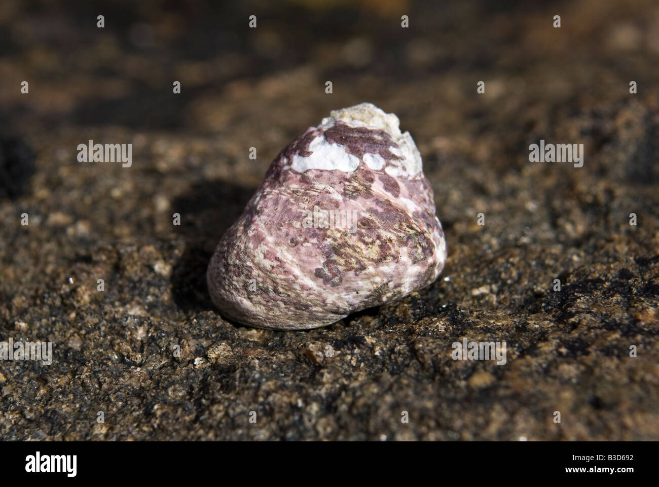 Toothed topshell hi-res stock photography and images - Alamy