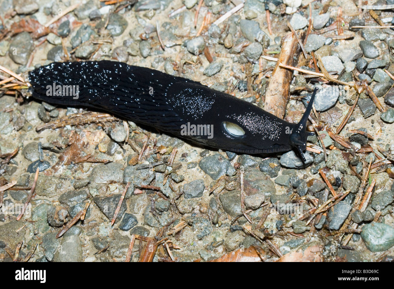 Mollusc gastropod hi-res stock photography and images - Alamy