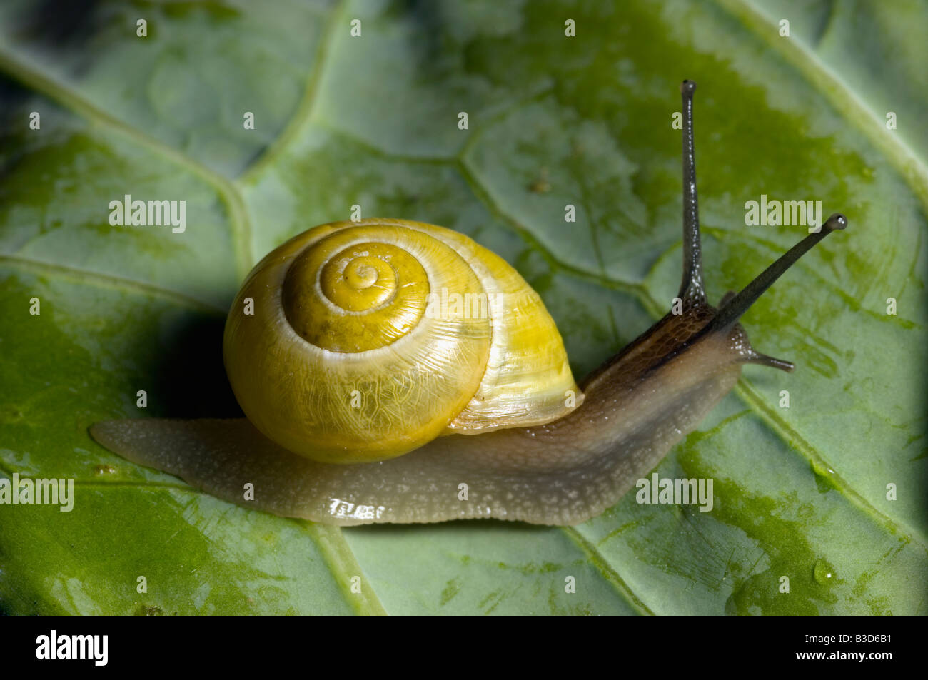 White lipped banded snail Cepaea hortensis Shell colour variable can be ...