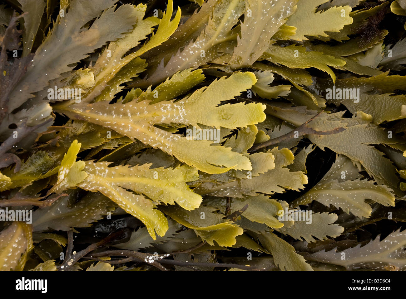 Toothed Wrack (Fucus serratus Stock Photo - Alamy