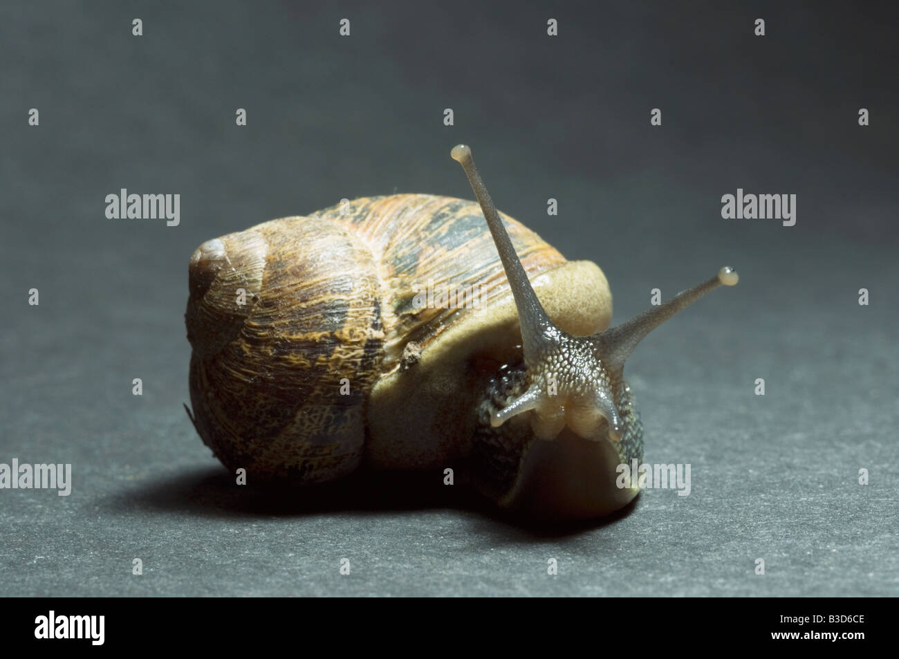 Garden snail Helix aspersa Britain Stock Photo - Alamy