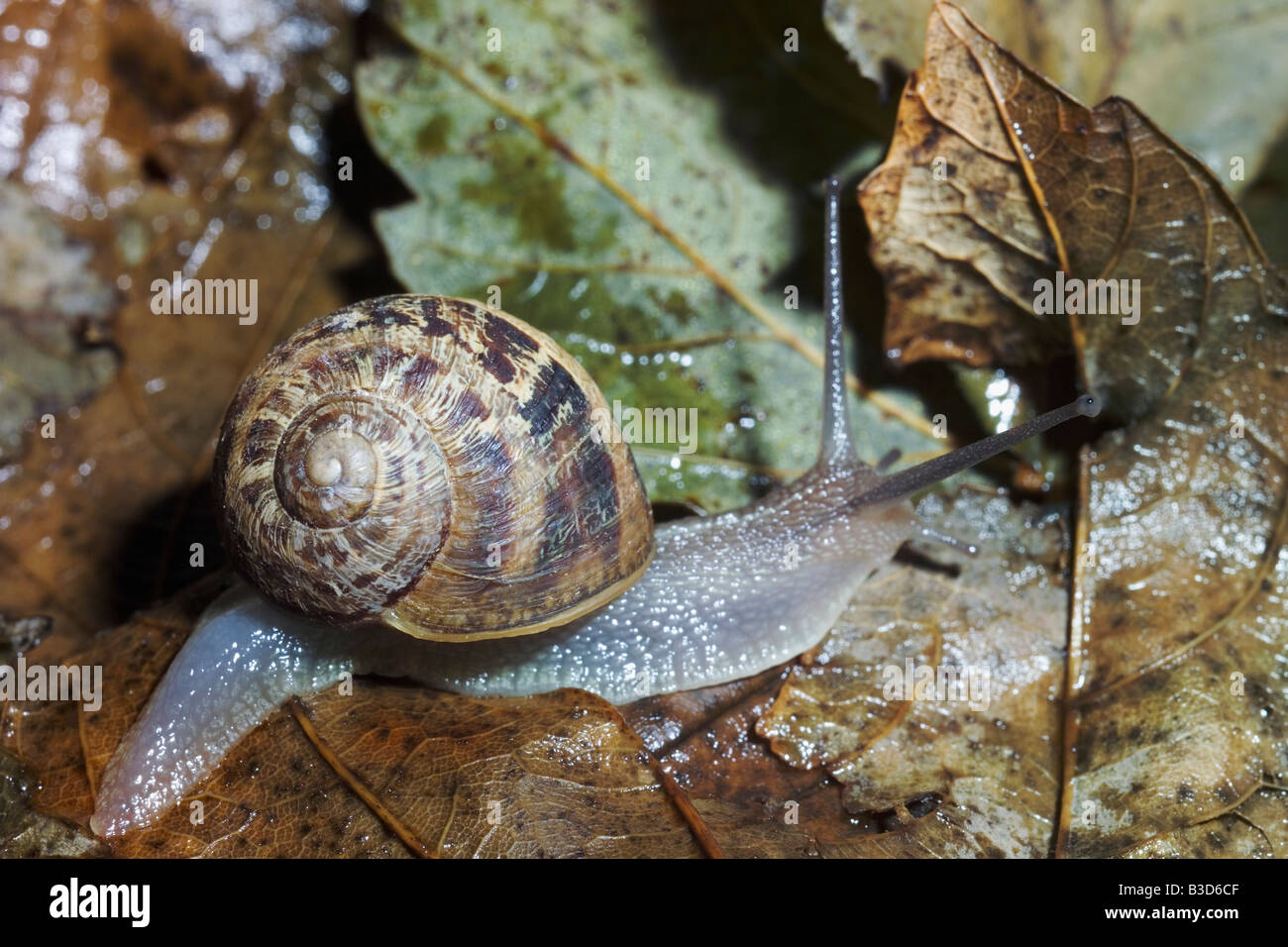 Garden snail Helix aspersa Britain Stock Photo - Alamy