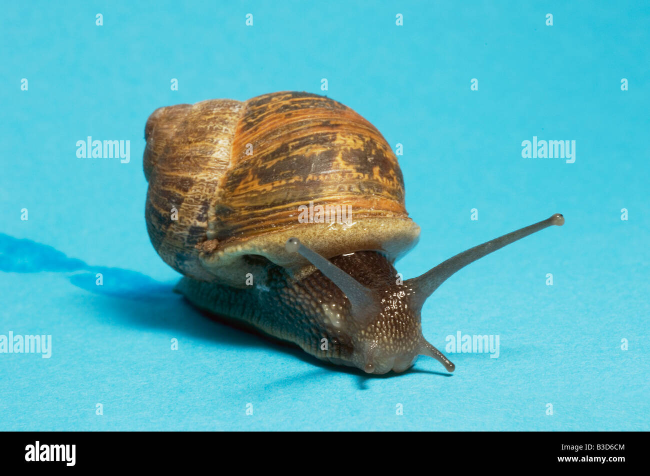 Garden snail Helix aspersa Britain Stock Photo - Alamy
