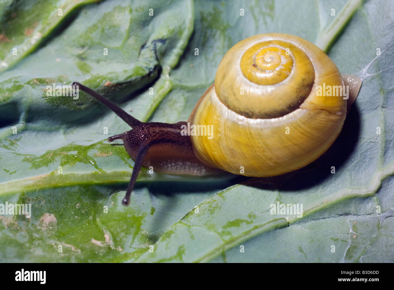 White lipped banded snail Cepaea hortensis Stock Photo - Alamy