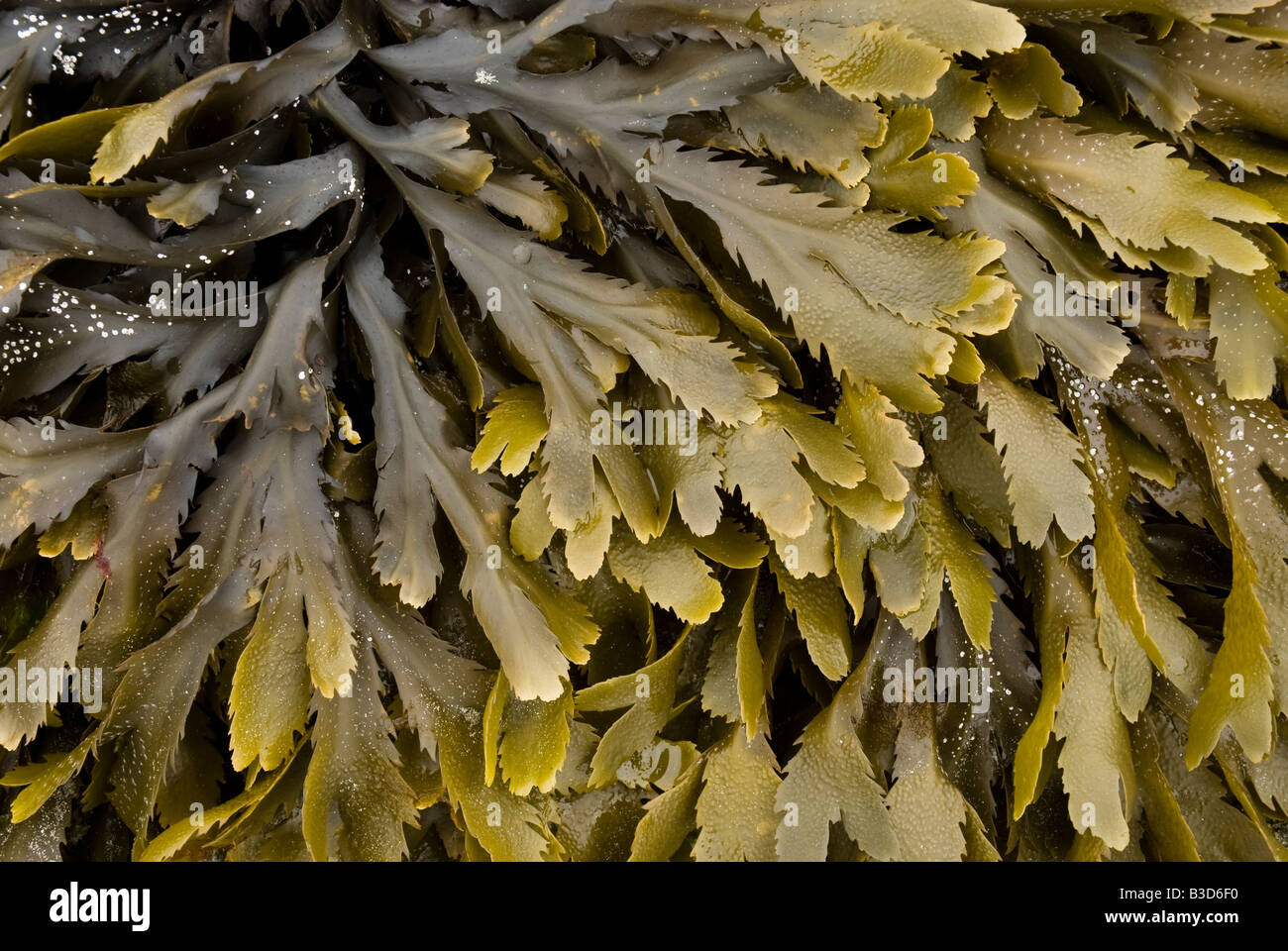 Toothed Wrack (Fucus serratus Stock Photo - Alamy