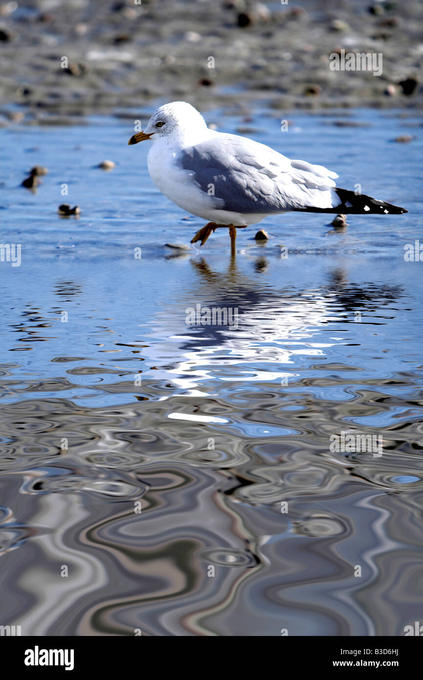Seagull on a frozen beach in winter Stock Photo - Alamy