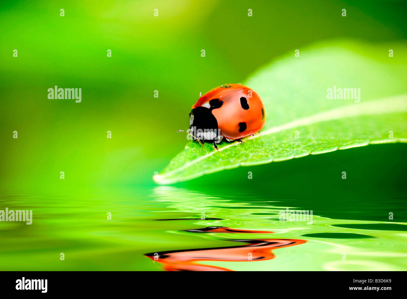 Ladybug leaf hi-res stock photography and images - Alamy