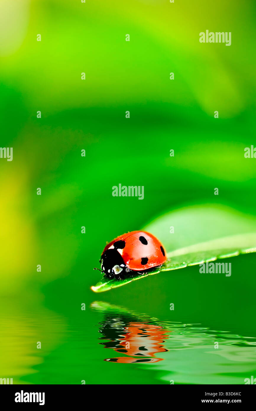 Ladybug on a leaf reflected on water Stock Photo - Alamy
