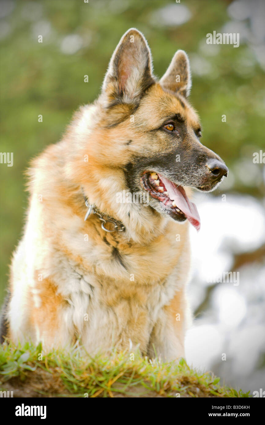 Handsome german shepherd portrait Stock Photo - Alamy