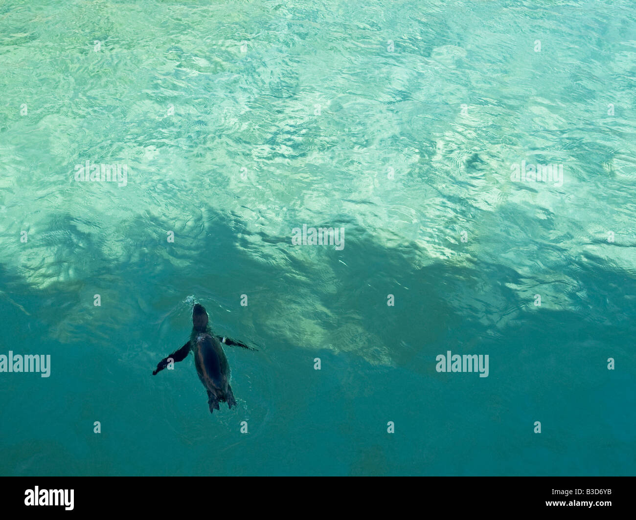 Penguin swimming in a pool Stock Photo - Alamy