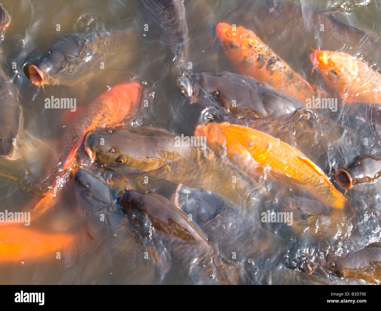Carp color hi-res stock photography and images - Alamy