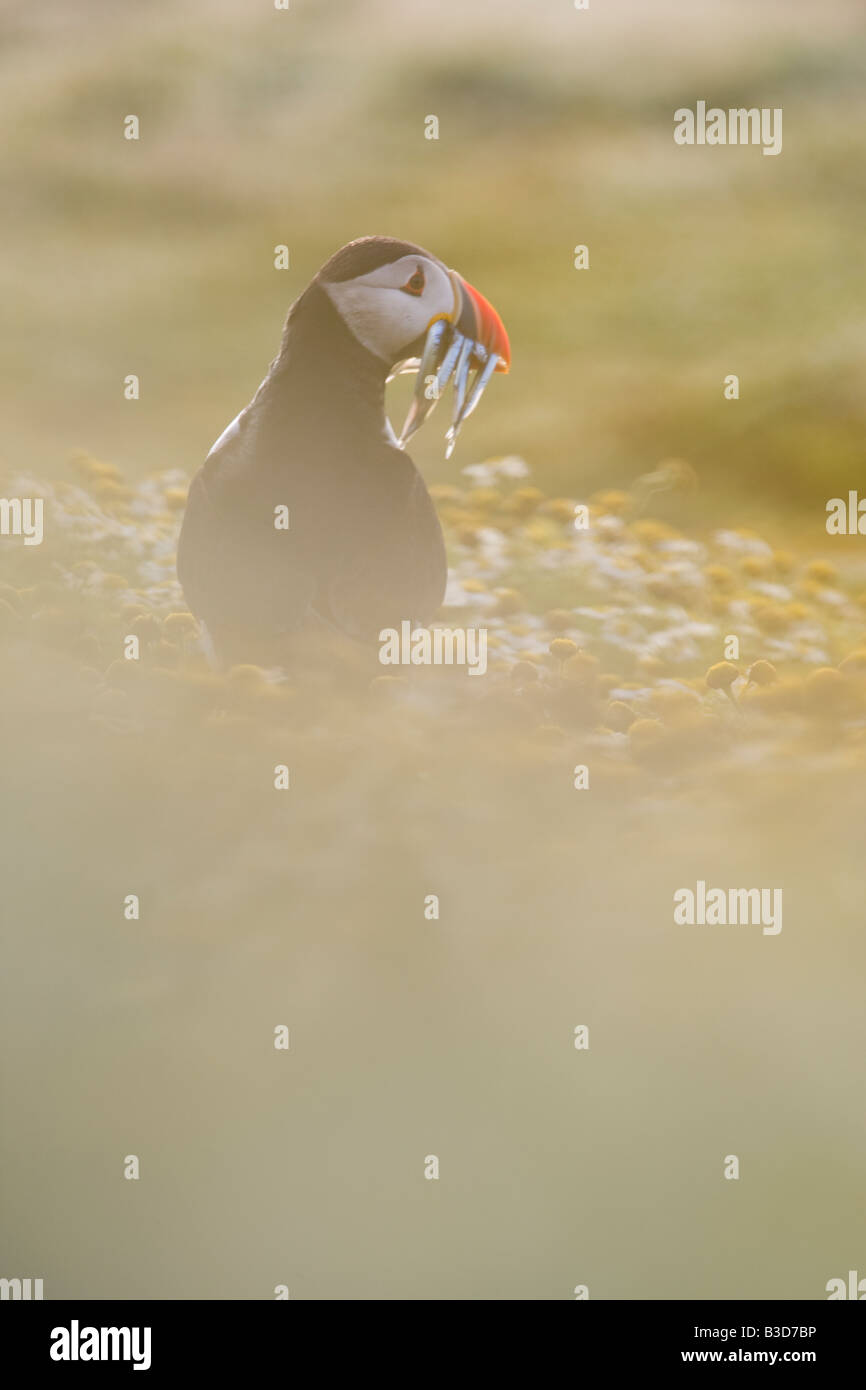 Atlantic Puffin in soft evening light with beak full of sand eels Stock ...