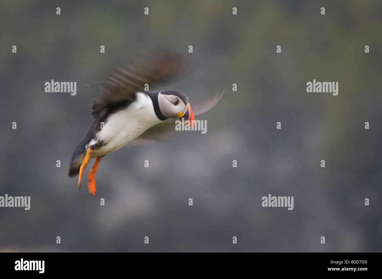 Puffin in flight Skomer island west wales Stock Photo - Alamy