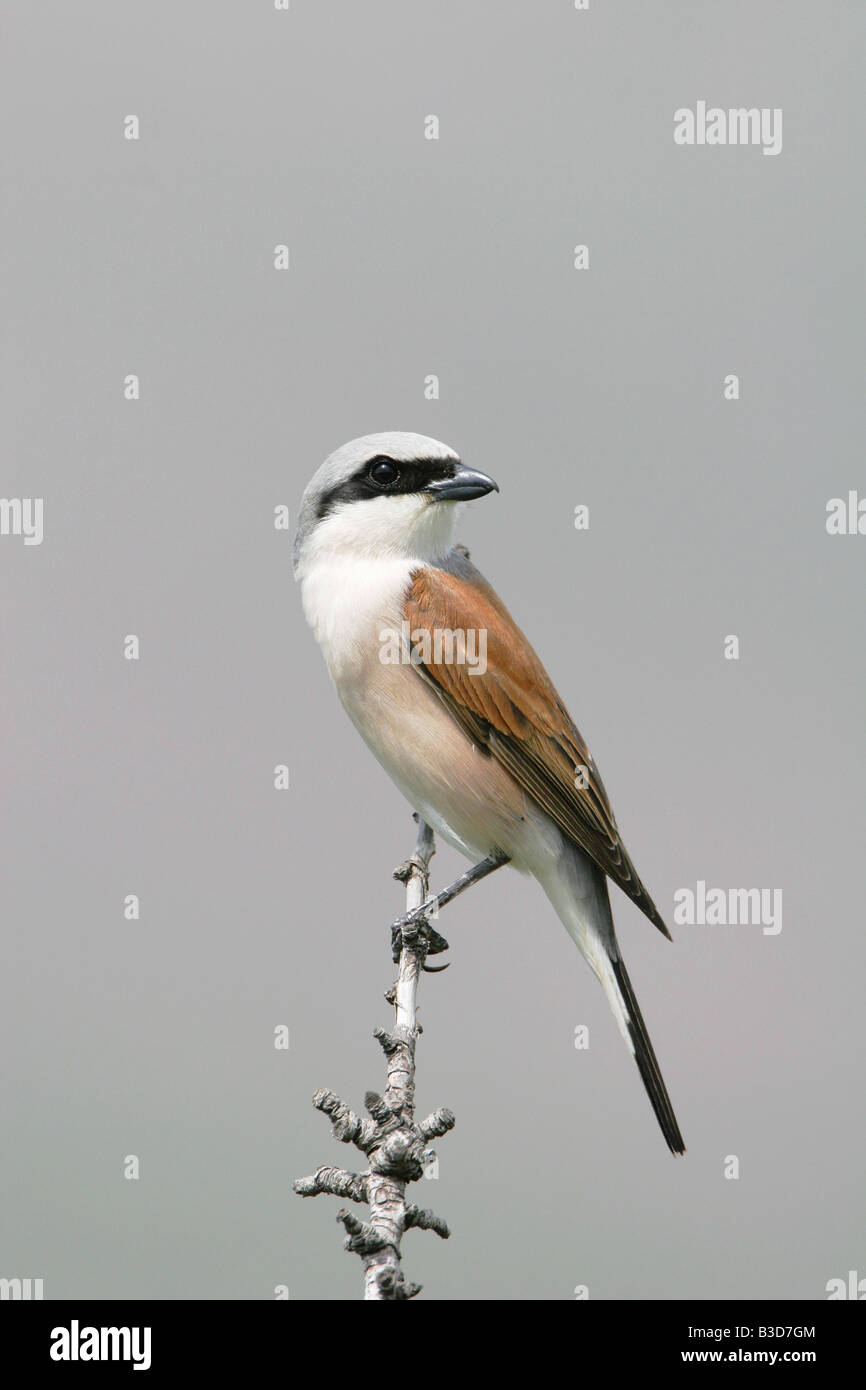 Red backed shrike hi-res stock photography and images - Alamy