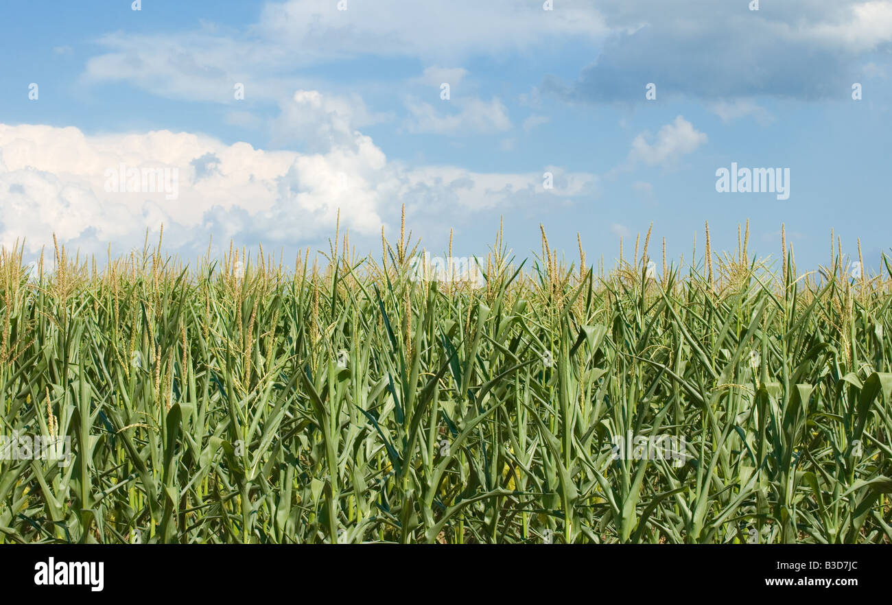 Corn field with cloudy blue sky above Stock Photo - Alamy
