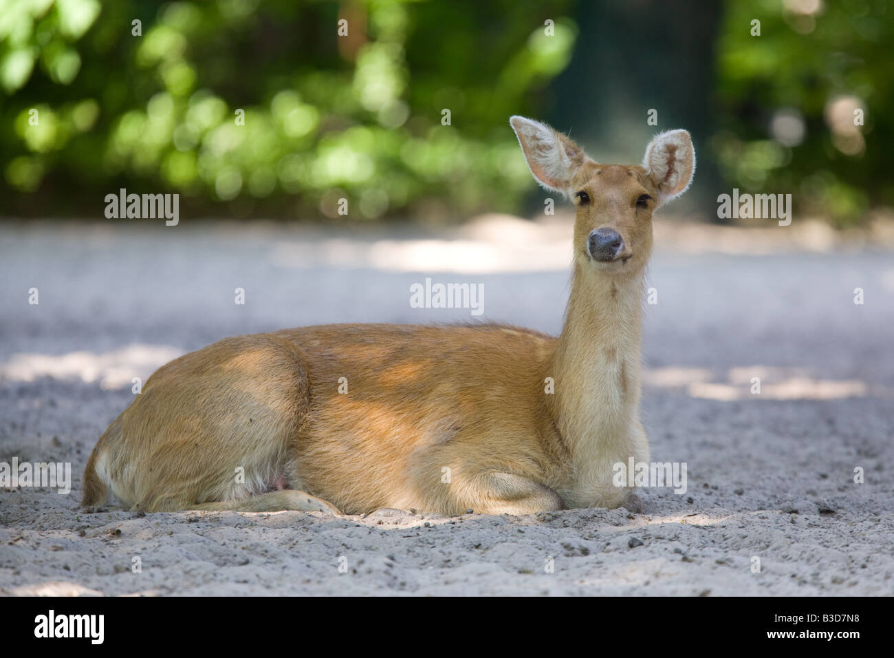 Barasingha hi-res stock photography and images - Alamy