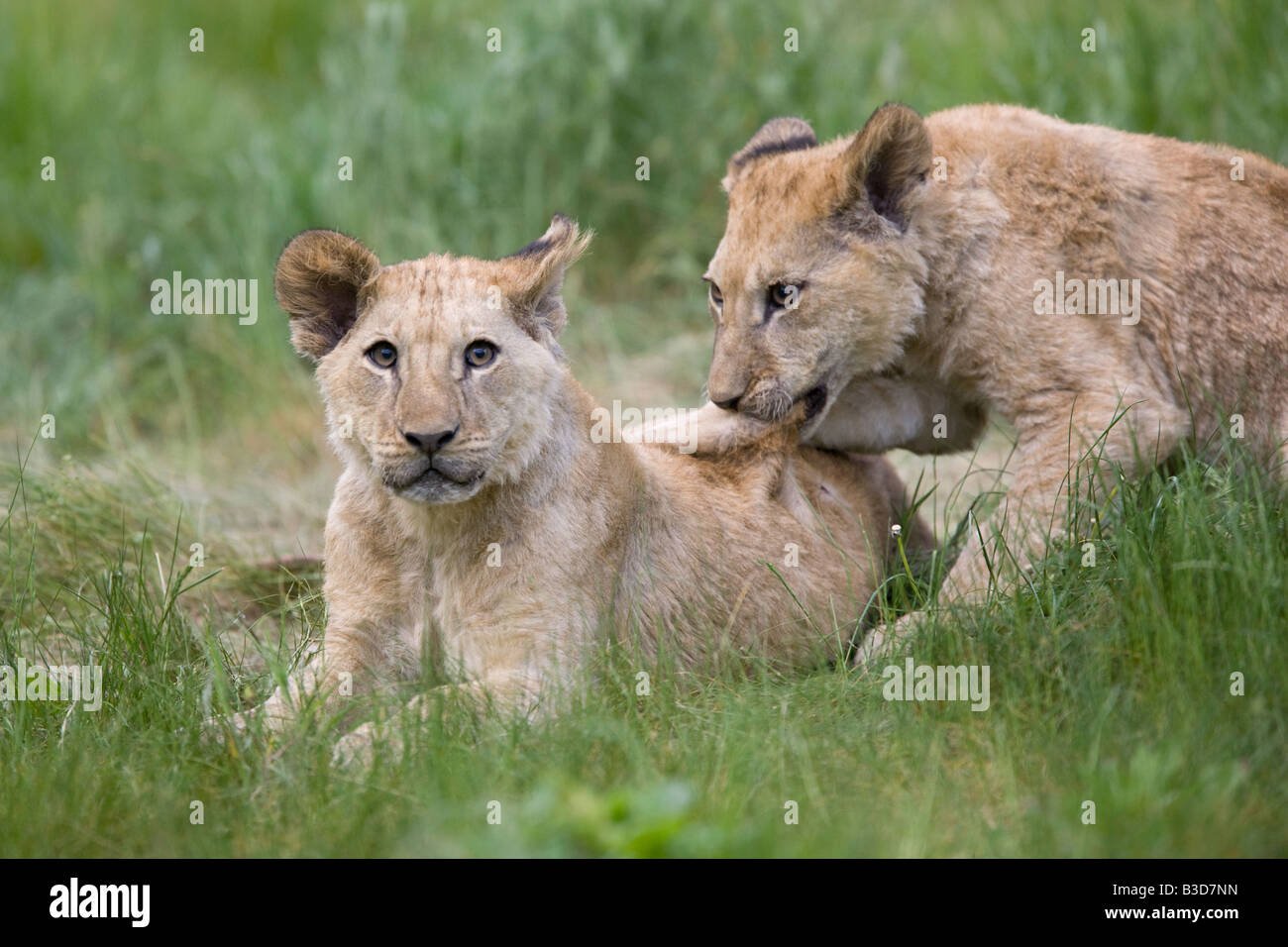 two young Lions playing - Panthera leo Stock Photo - Alamy