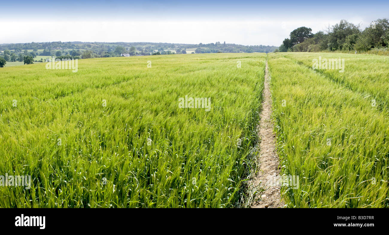 farmland cornfield before harvesting of arable crops Stock Photo - Alamy