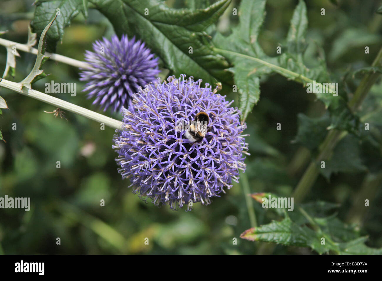 Thistle bloom hi-res stock photography and images - Alamy