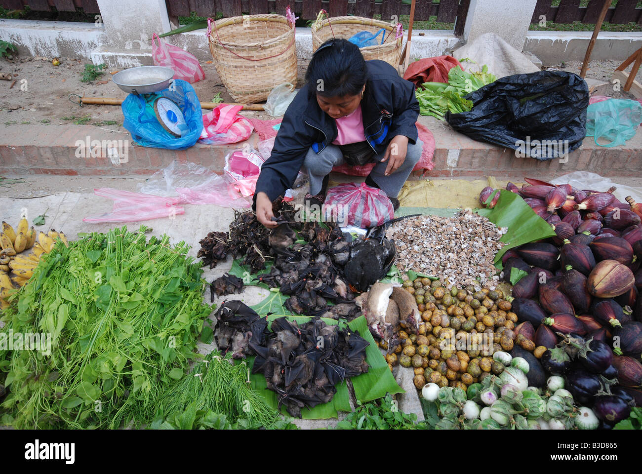 Laos bats hi-res stock photography and images - Alamy