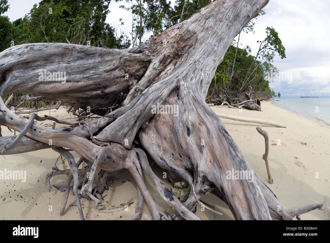 Tropical island roots Stock Photo - Alamy