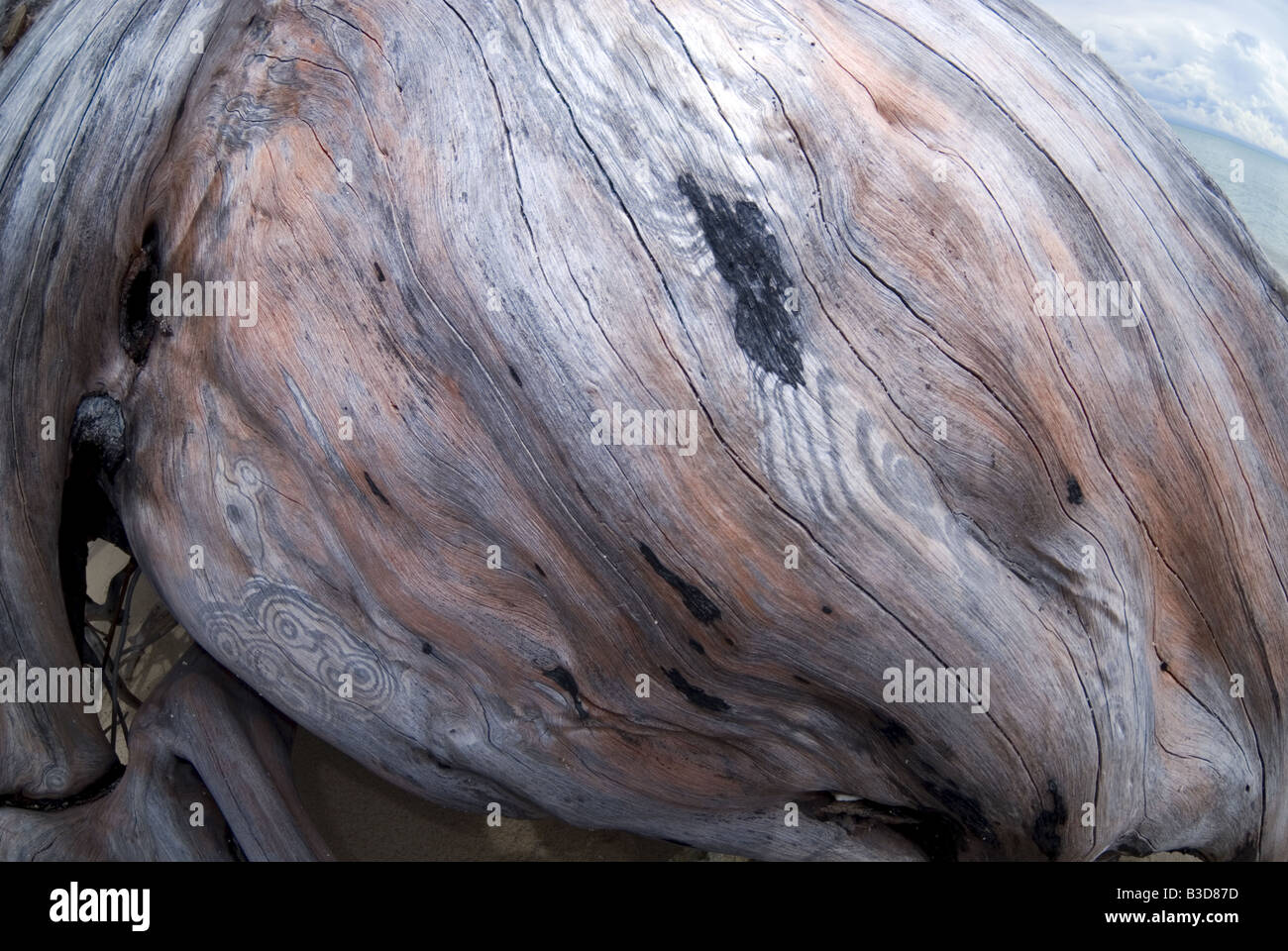 Roots of coconut tree hi-res stock photography and images - Alamy