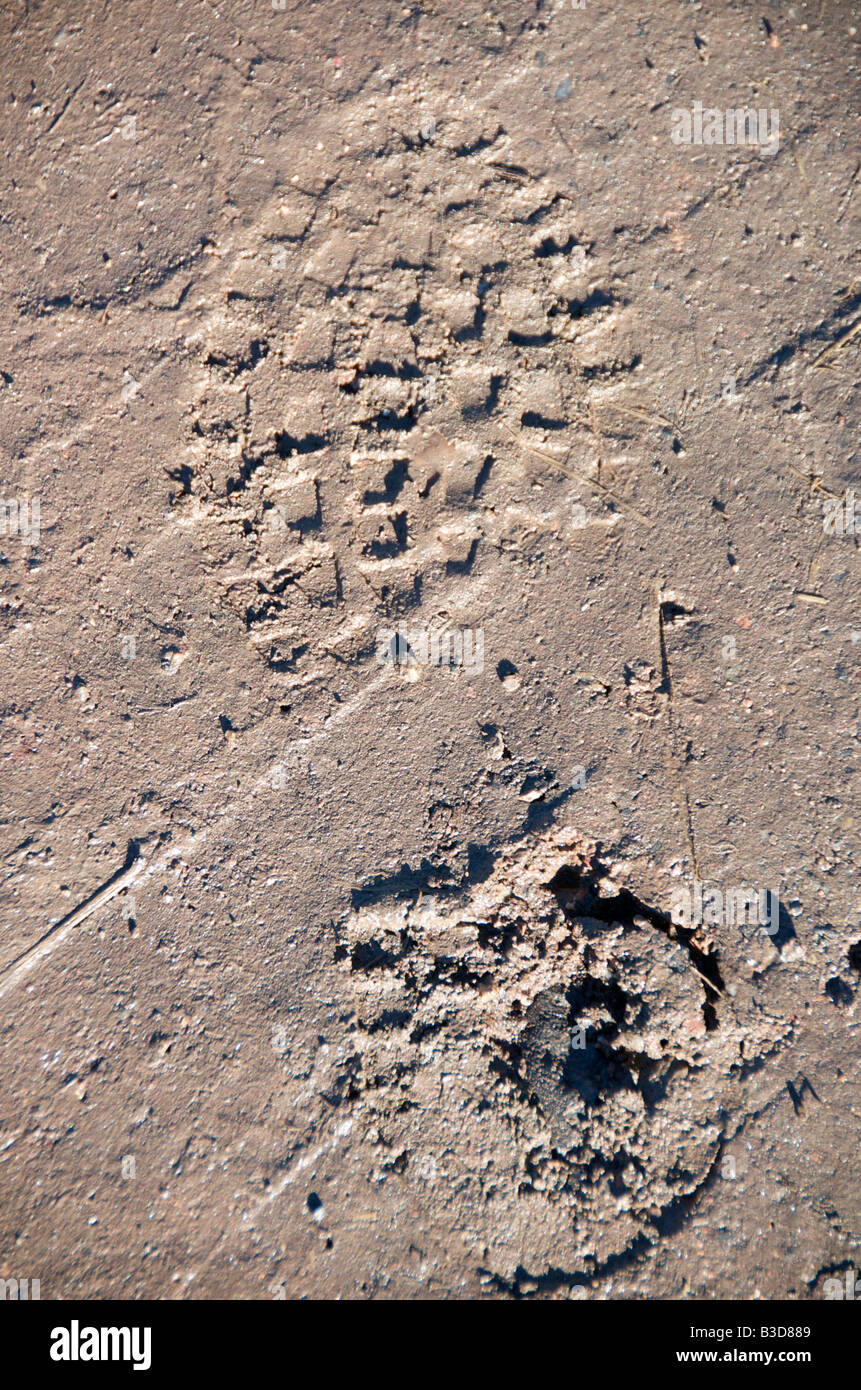 Footprint impression captured on a muddy surface reveals details of ...