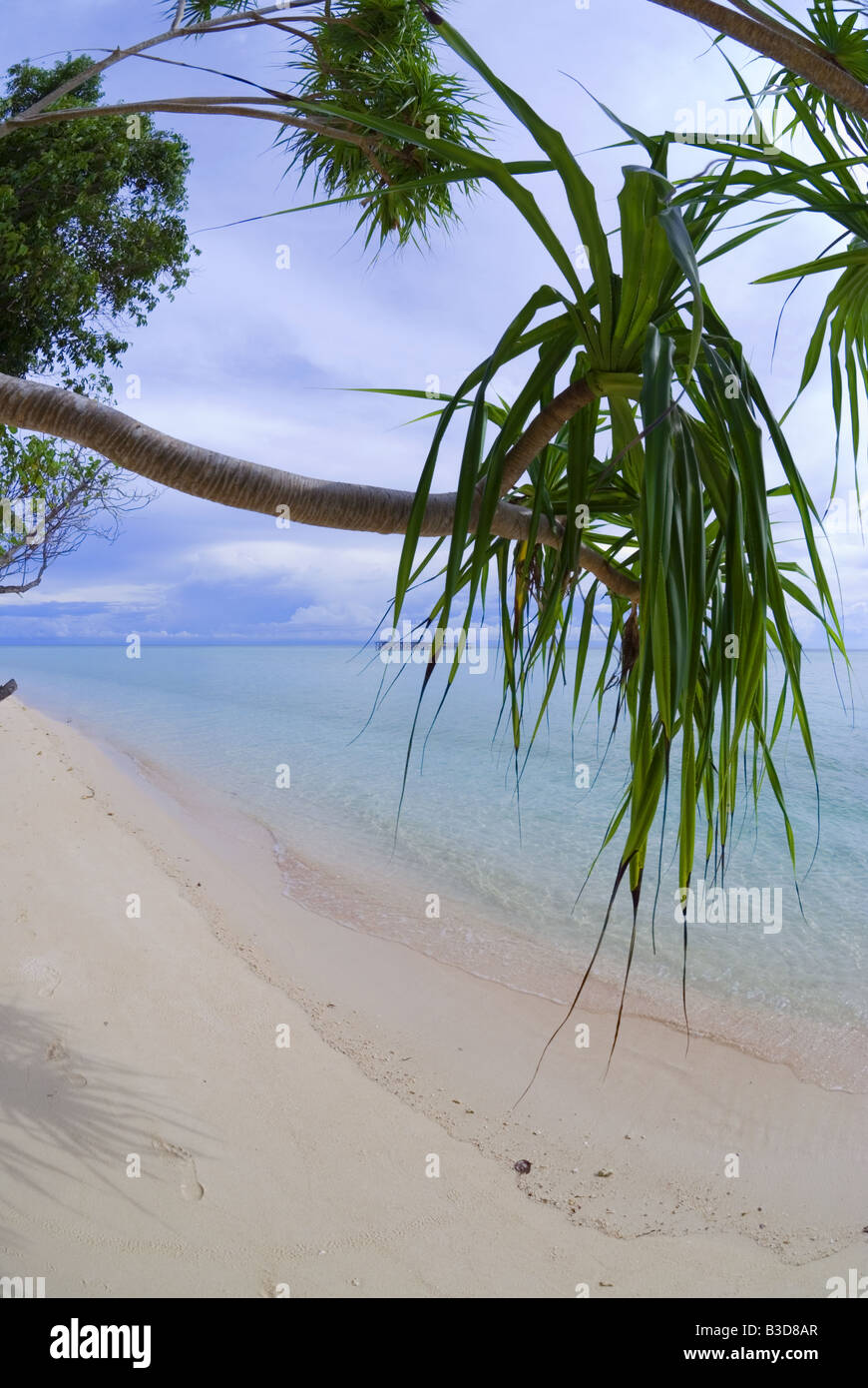 Jungle trees overhanging the beach of a tropical island with a blue sky ...