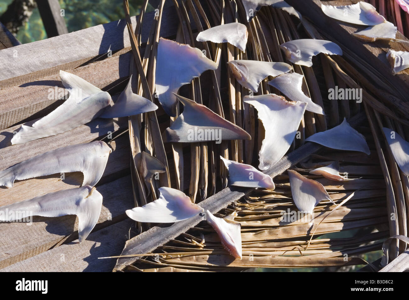 Shark fins drying hi-res stock photography and images - Alamy